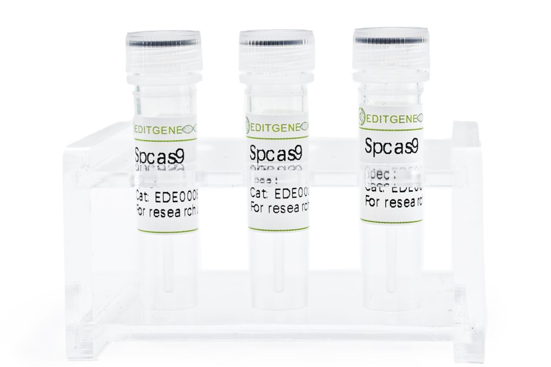 SpCas9-GFP Nuclease – 艾迪基因