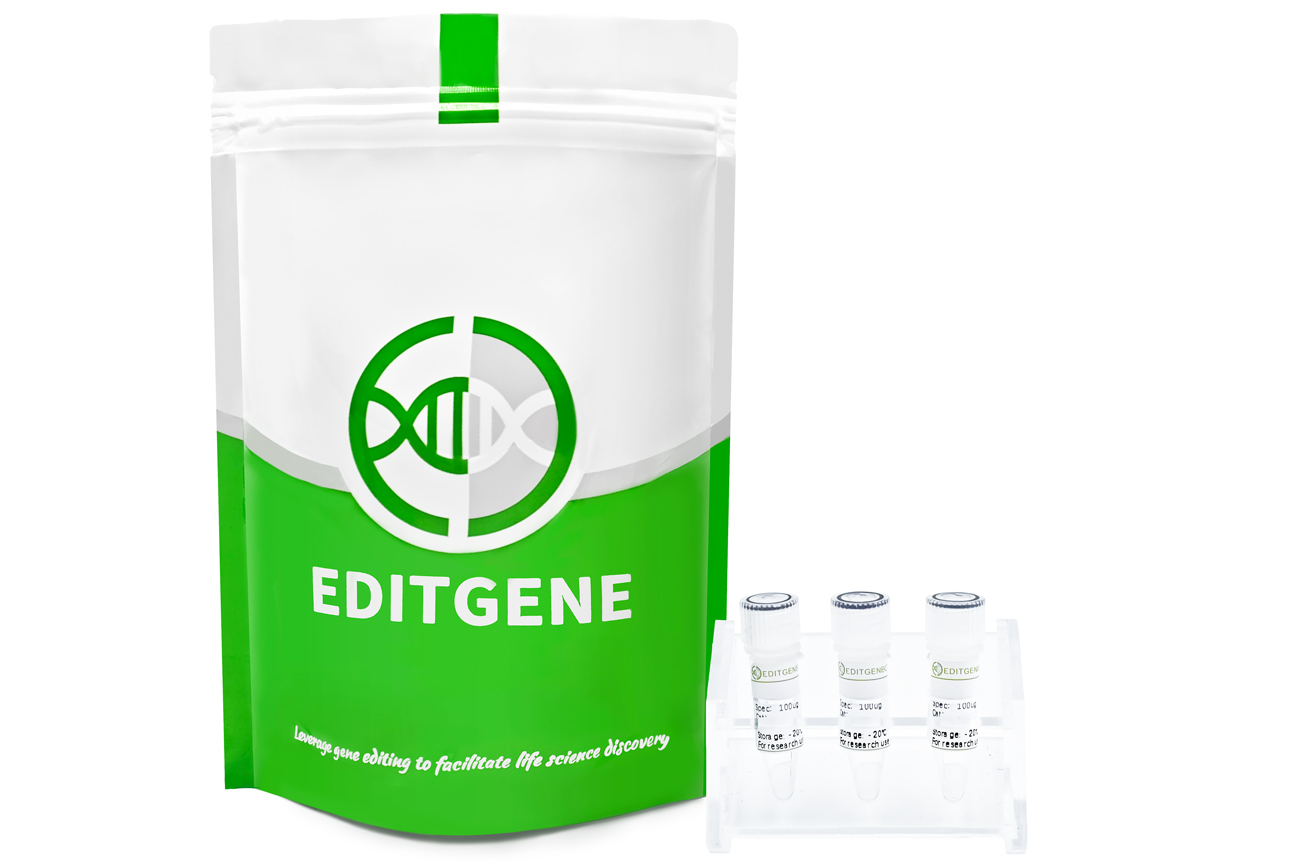 pMD2.G质粒 | CRISPR质粒价格 – 艾迪基因