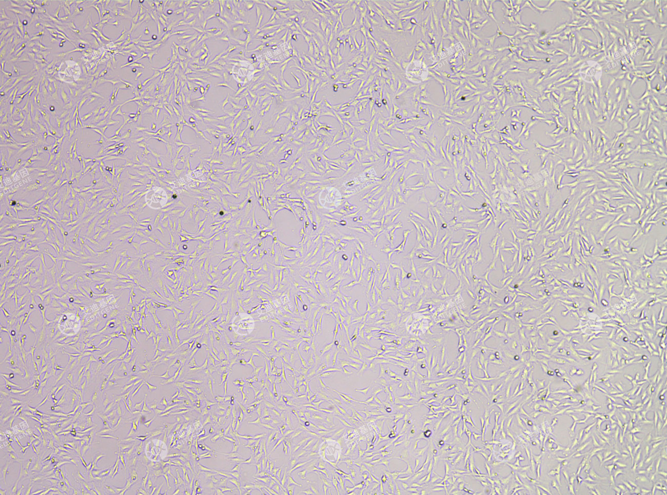 MC3T3-E1 小鼠胚胎成骨细胞 – 艾迪基因