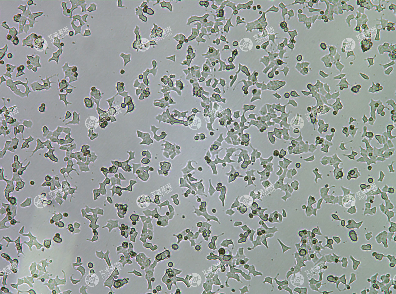 INS-1 大鼠胰岛细胞瘤细胞 – 艾迪基因