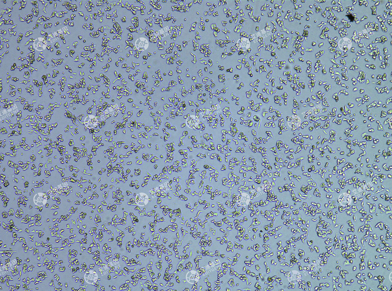 HepG2/C3A 人肝癌细胞 – 艾迪基因