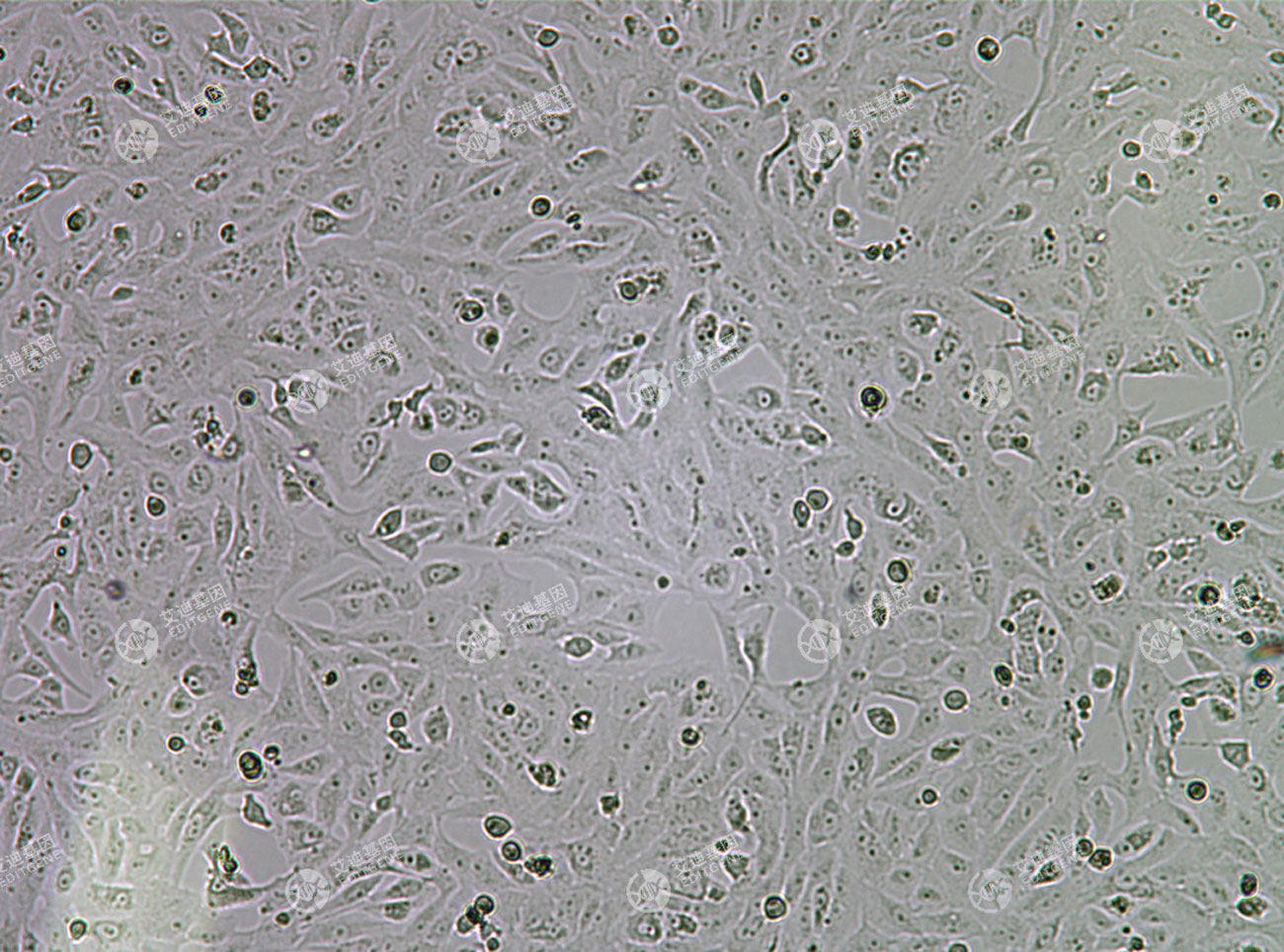 (IPEC-J2)猪小肠上皮细胞公司 | (IPEC-J2)猪小肠上皮细胞 WT细胞系价格 – 艾迪基因