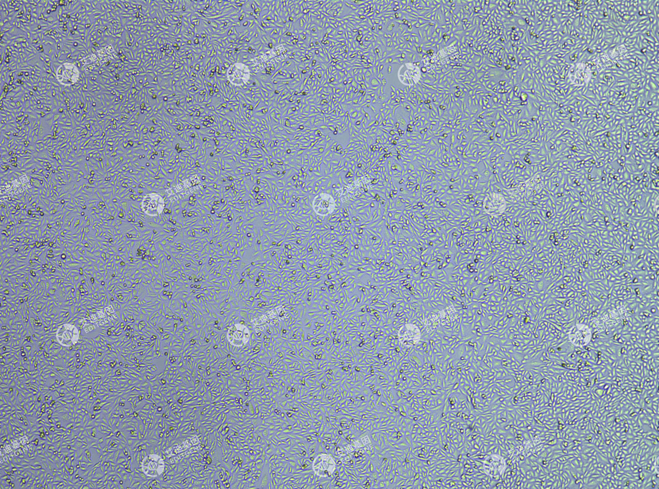 (CHO-K1)中国仓鼠卵巢细胞公司 | (CHO-K1)中国仓鼠卵巢细胞 WT细胞系价格 – 艾迪基因